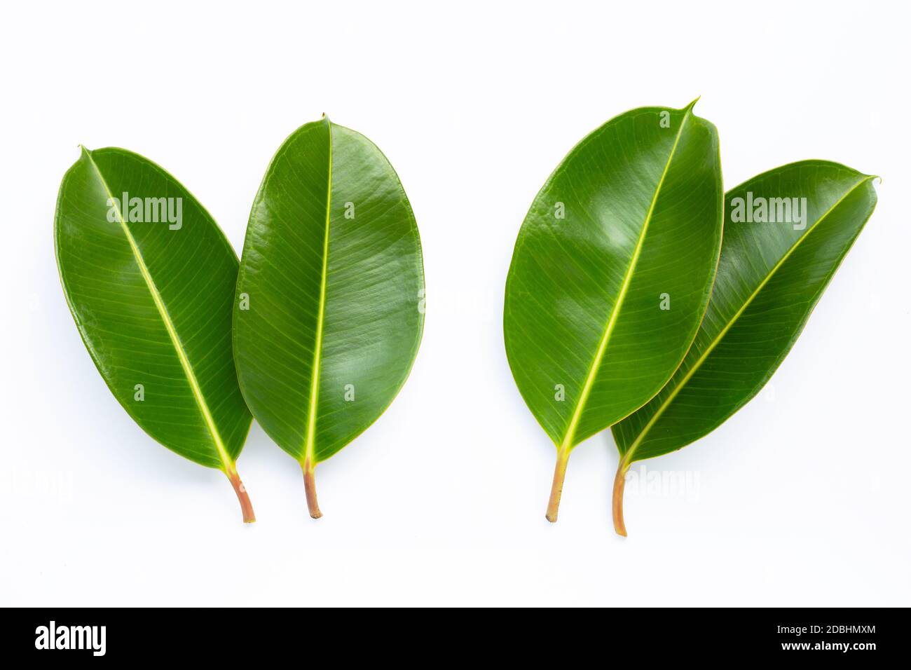 Fresh green rubber leaves Cut Out Stock Images & Pictures - Alamy