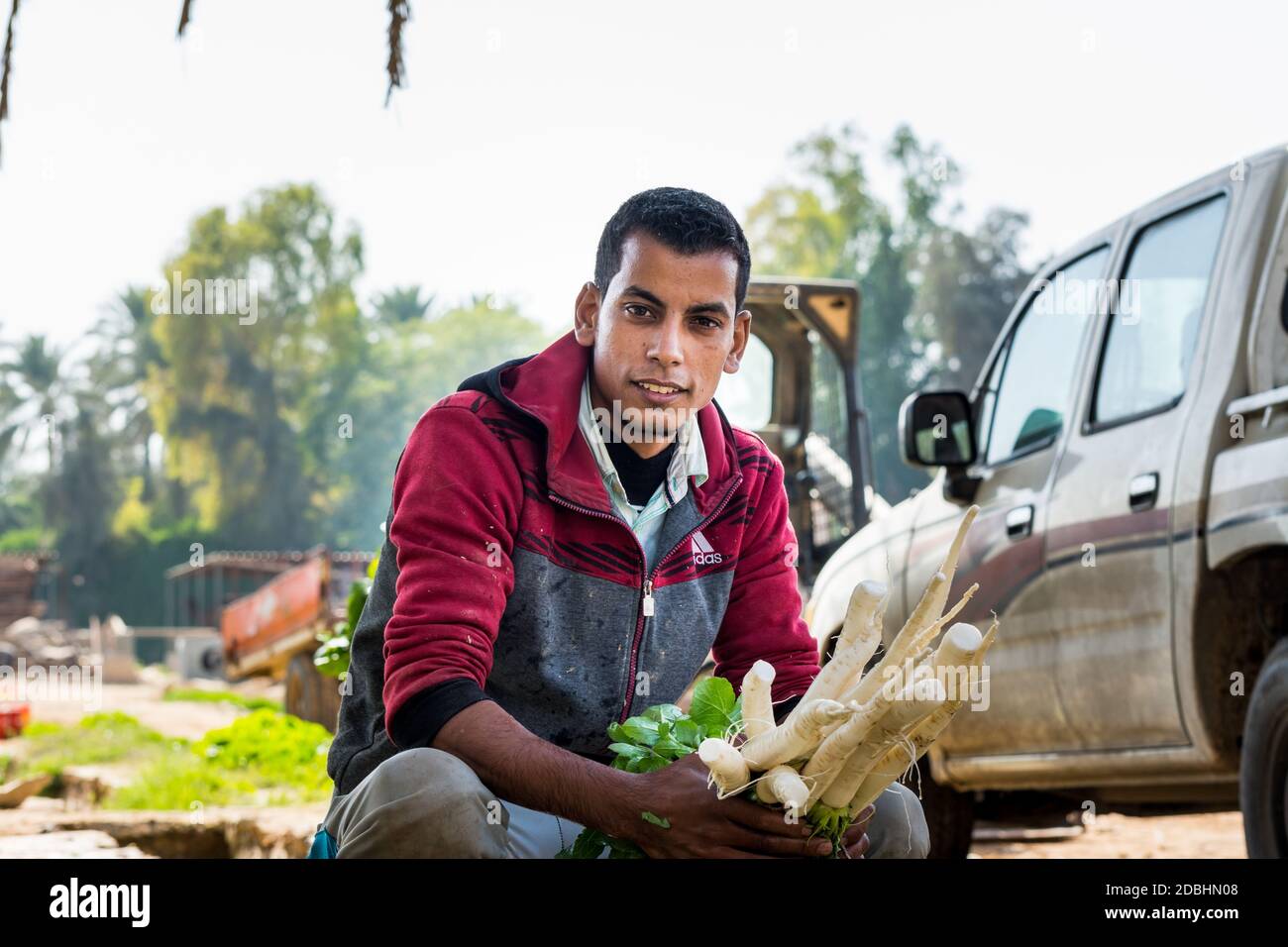 Middle east farmer harvesting white radishes in the farm near the Old ...