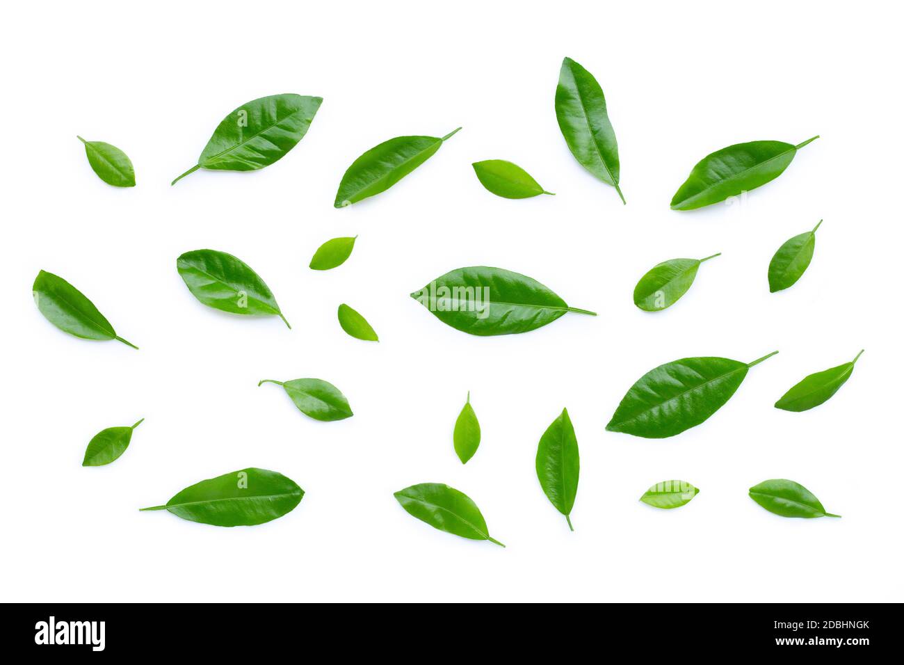 Set citrus tree leaves Cut Out Stock Images & Pictures - Alamy