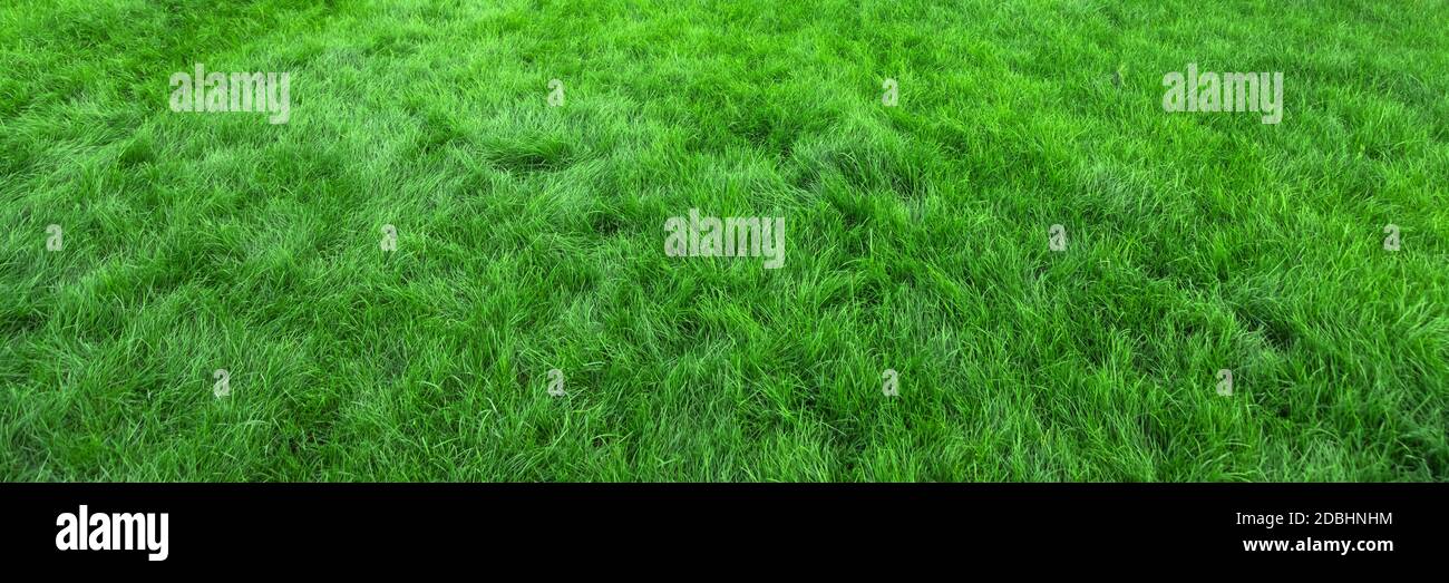 Natural green grass background, fresh lawn top view Stock Photo - Alamy