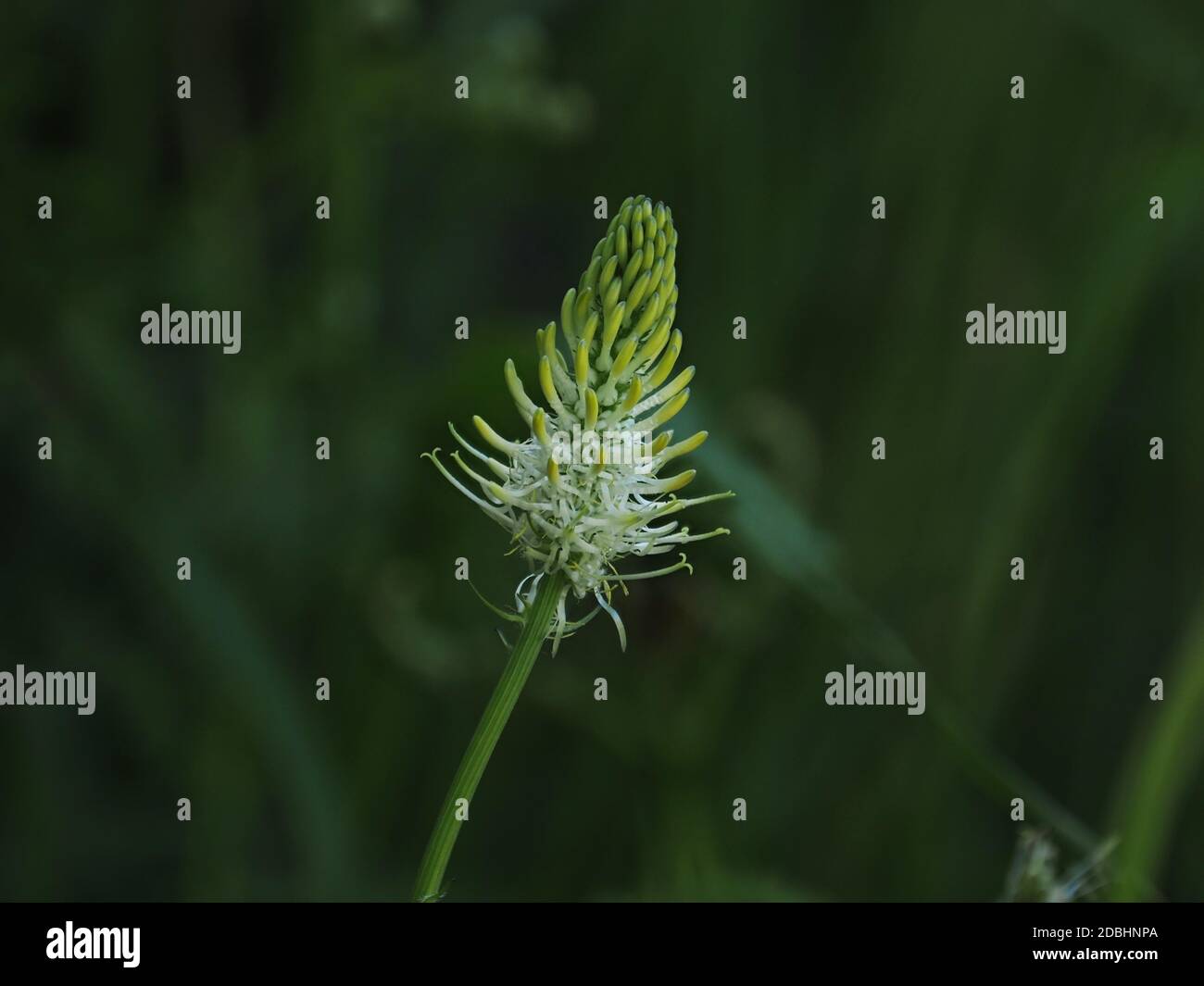 Spiked Rampion High Resolution Stock Photography and Images - Alamy
