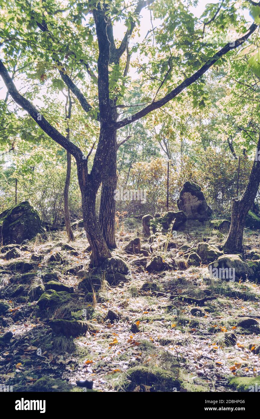 beauty of the sun-drenched forest trees Stock Photo - Alamy