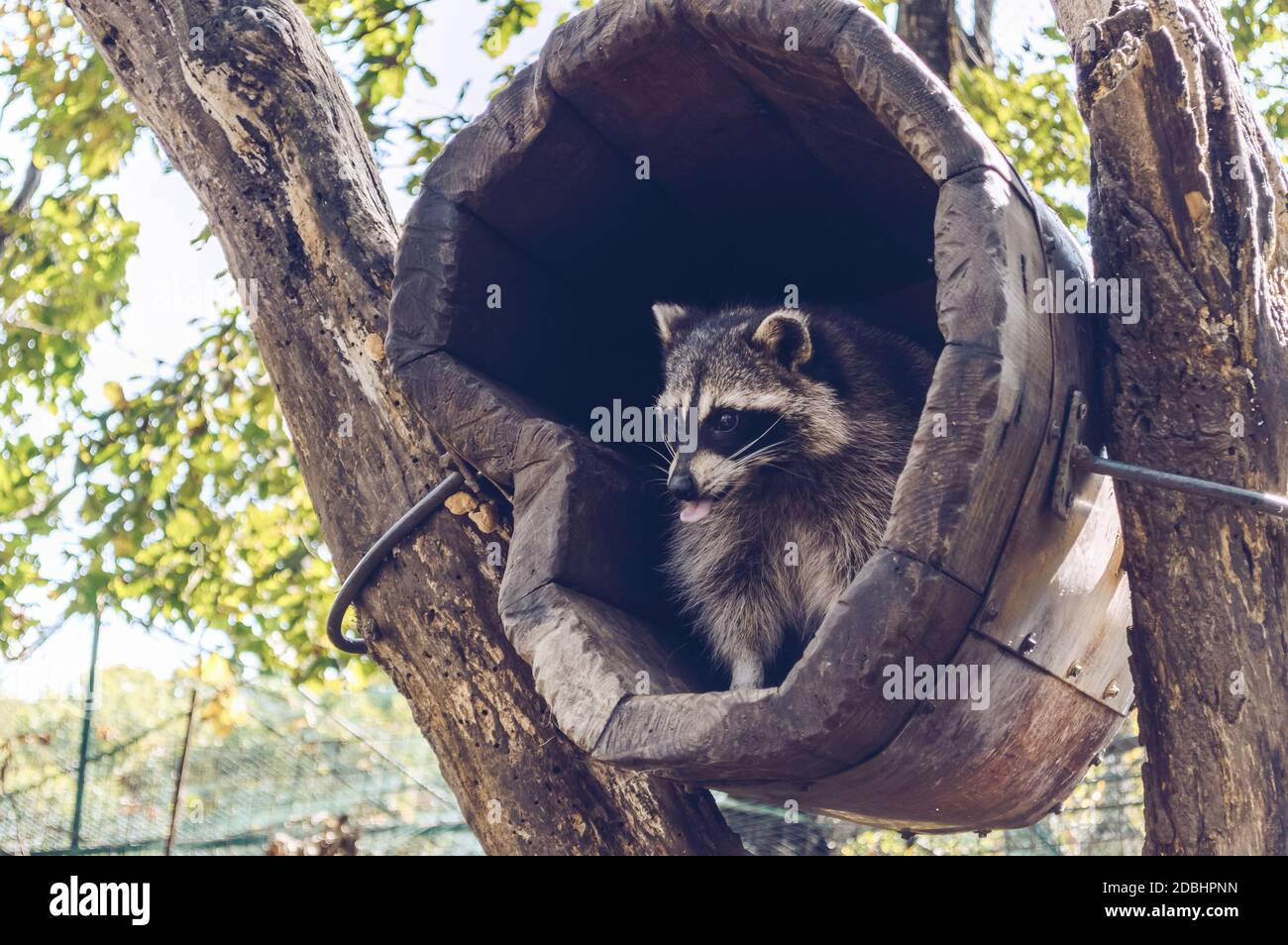 view from below on cute raccoon sticking his tongue out standing inside ...