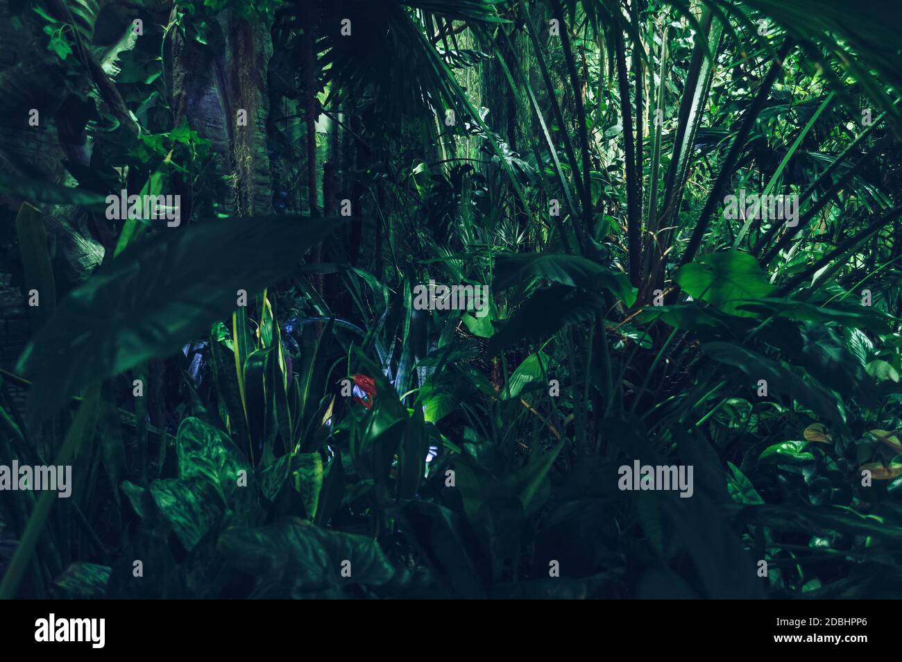 dense tropical forest background with lush foliage and tropical plants ...