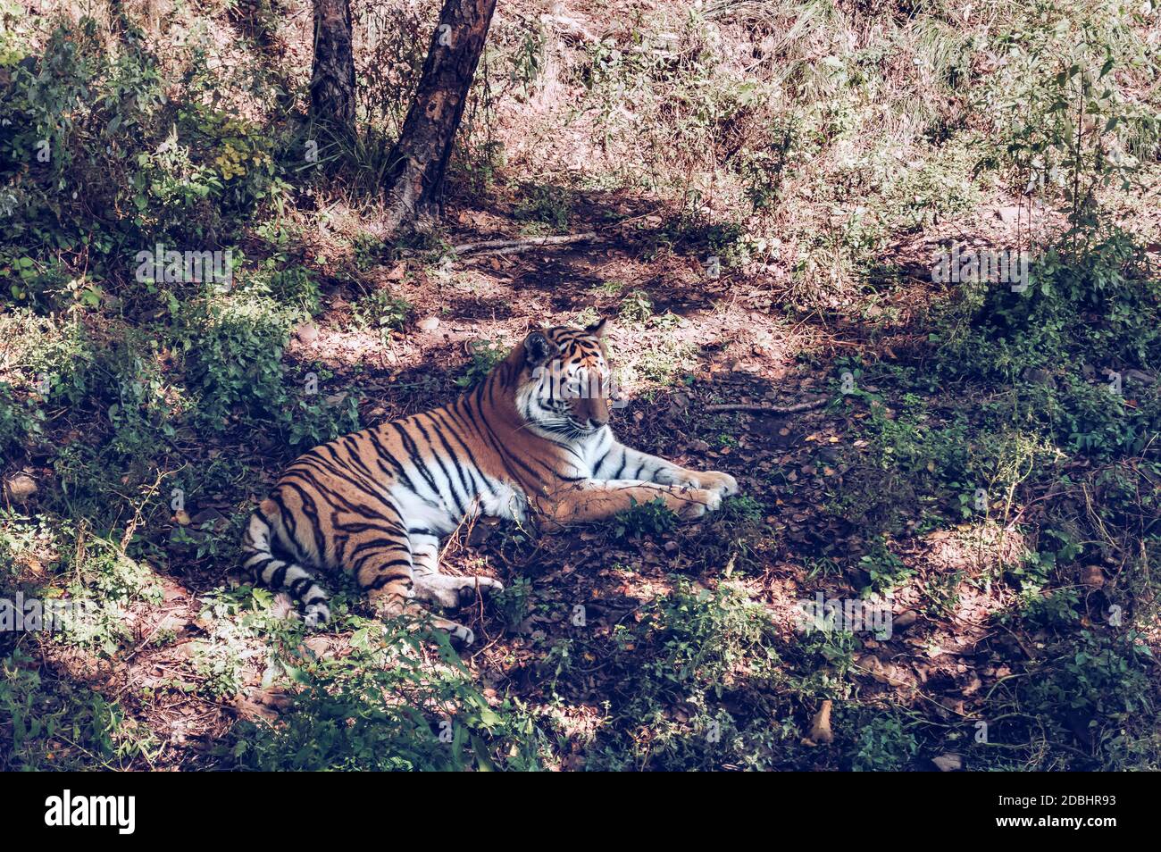 Tiger resting on ground hi-res stock photography and images - Alamy