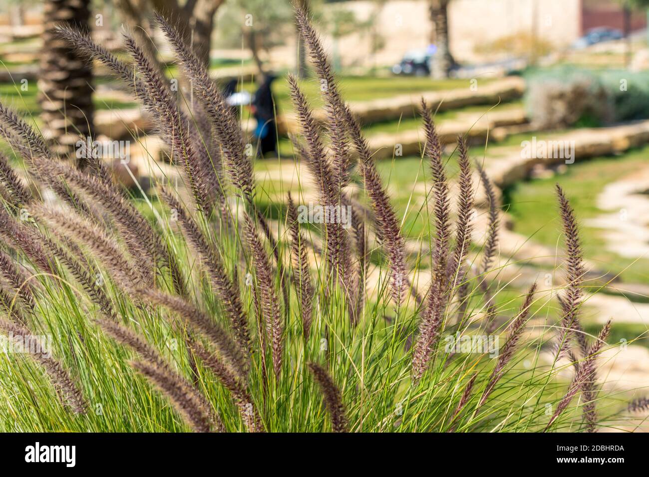 Closeup of fox tail flower of the genus Setaria growing in the oasis in ...