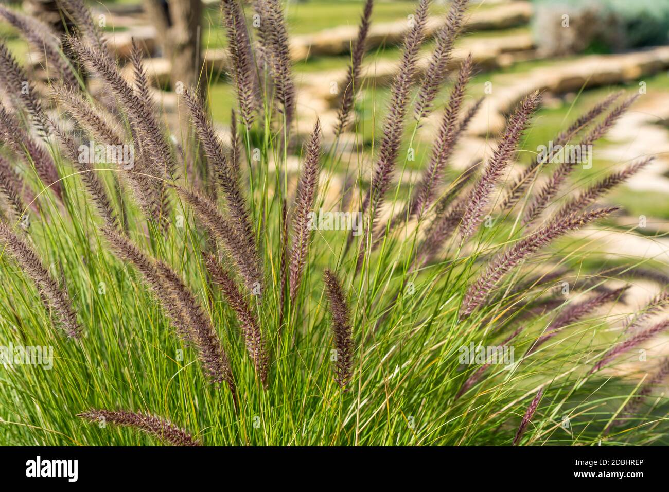 Closeup of fox tail flower of the genus Setaria growing in the oasis in ...