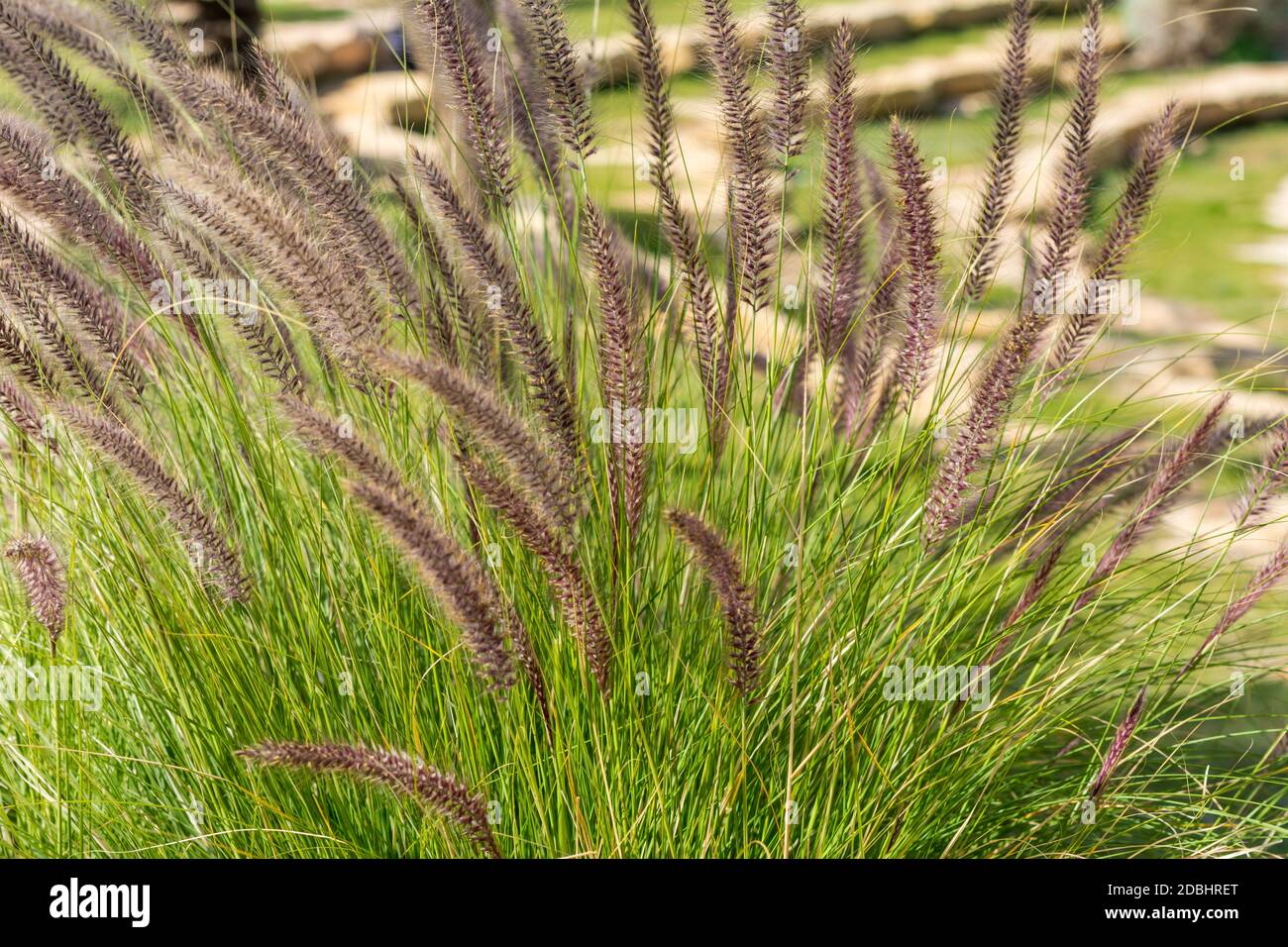 Closeup of fox tail flower of the genus Setaria growing in the oasis in ...