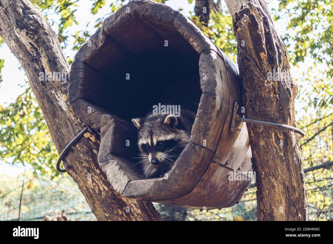 view from below on cute raccoon pulling his paws inside wooden house ...