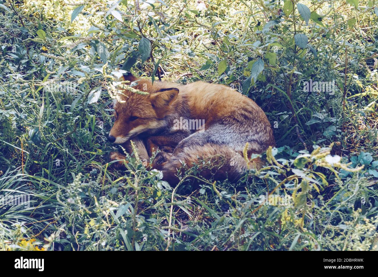 Cute fox curled hi-res stock photography and images - Alamy