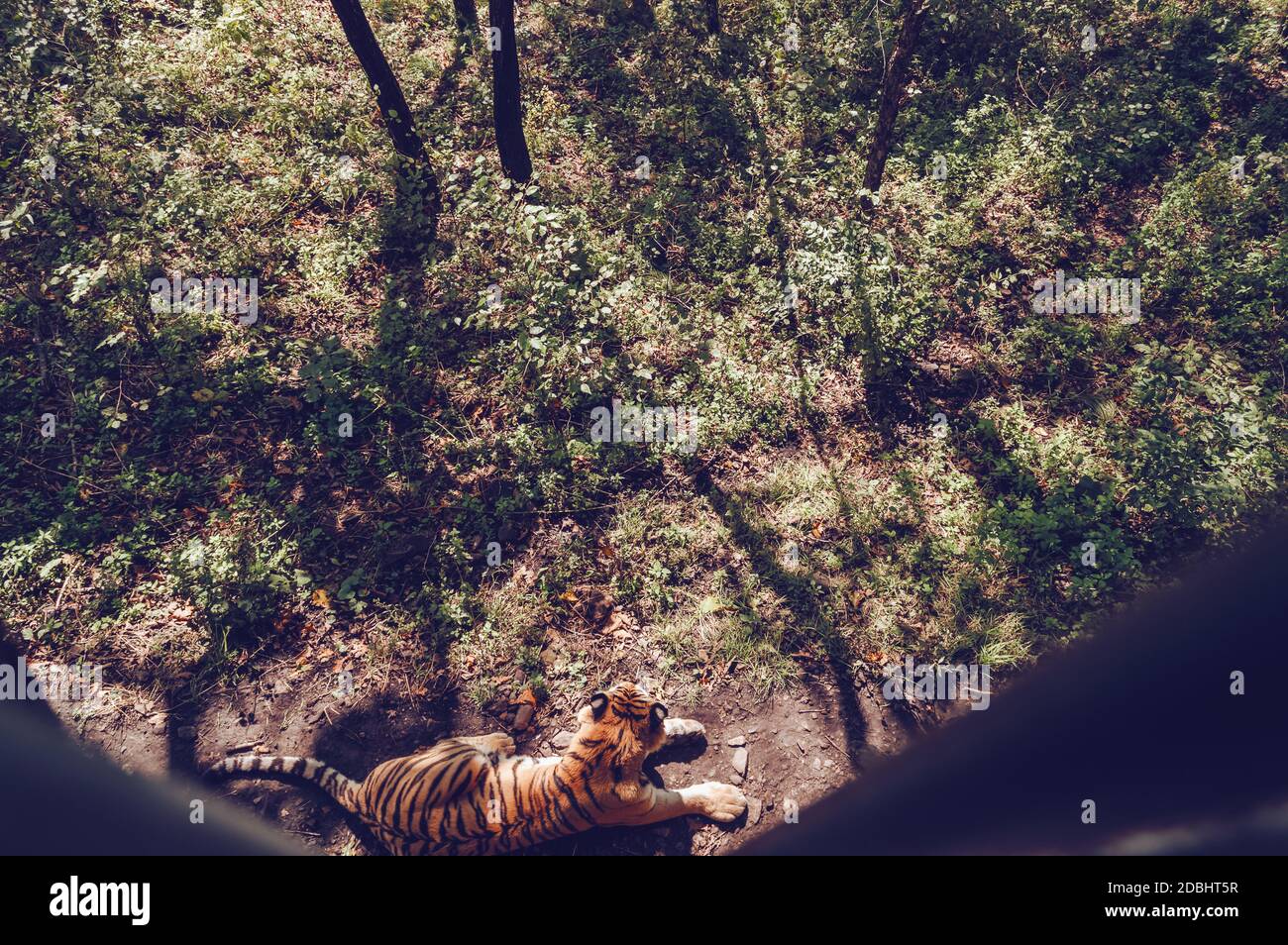 Amur tiger on grass hi-res stock photography and images - Alamy