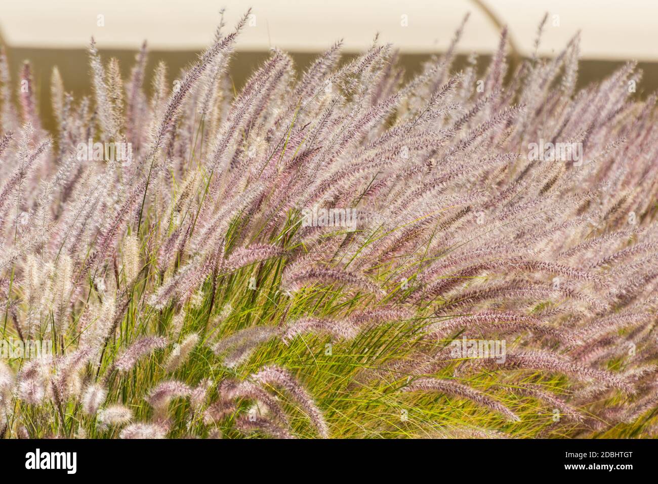Closeup of fox tail flower of the genus Setaria growing in the oasis in ...