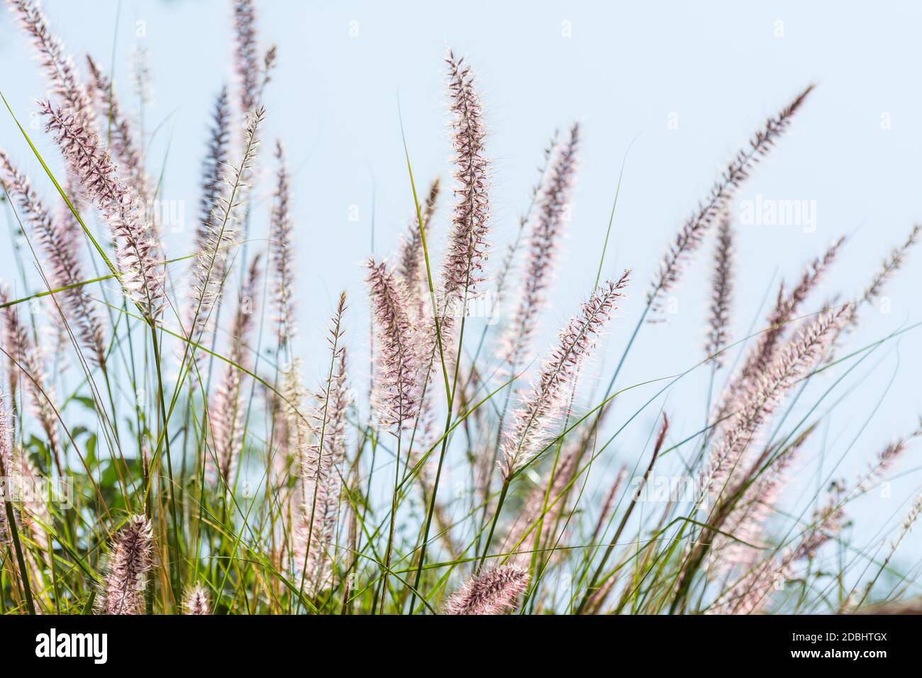 Closeup of fox tail flower of the genus Setaria growing in the oasis in ...