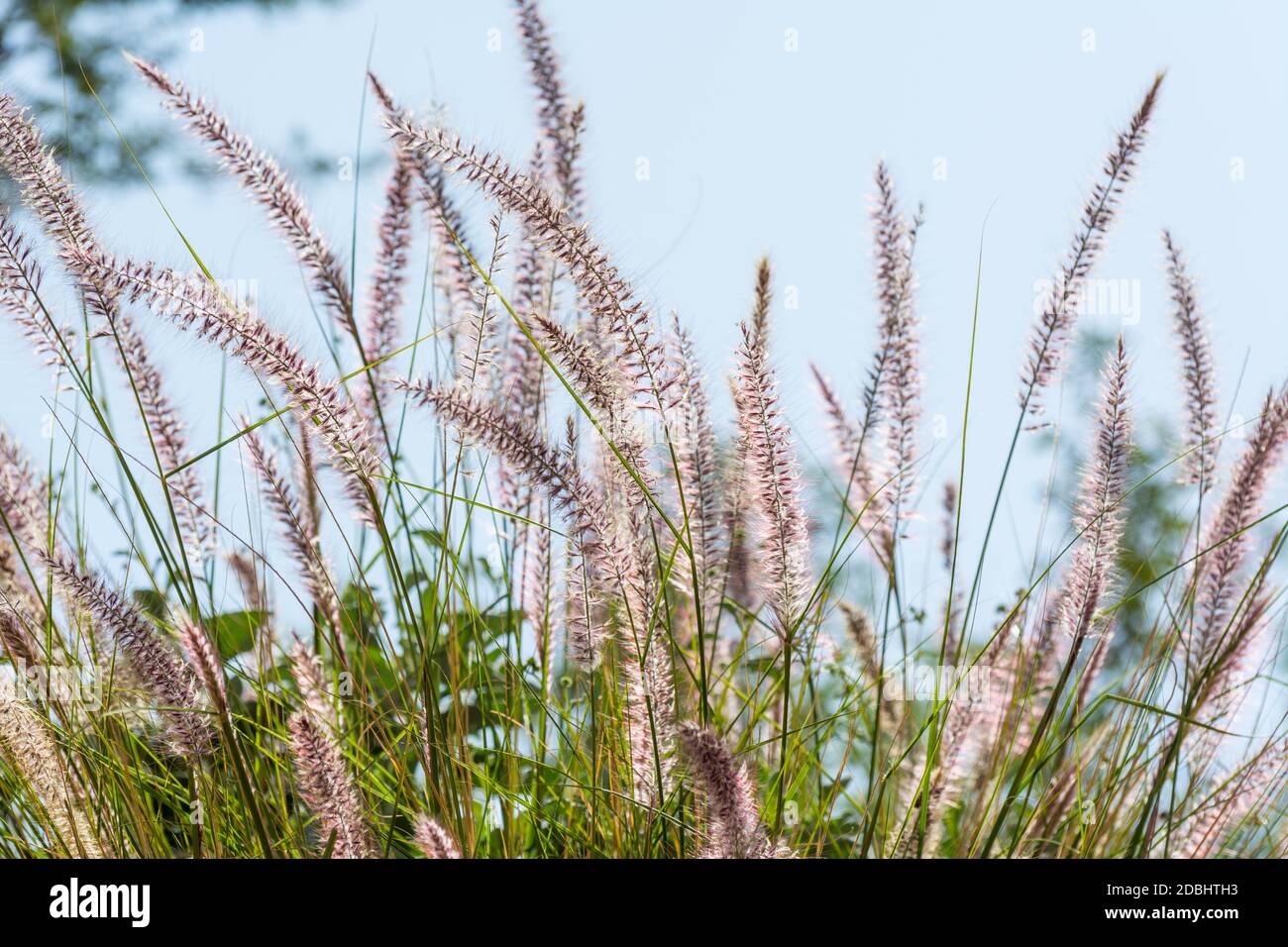 Closeup of fox tail flower of the genus Setaria growing in the oasis in ...