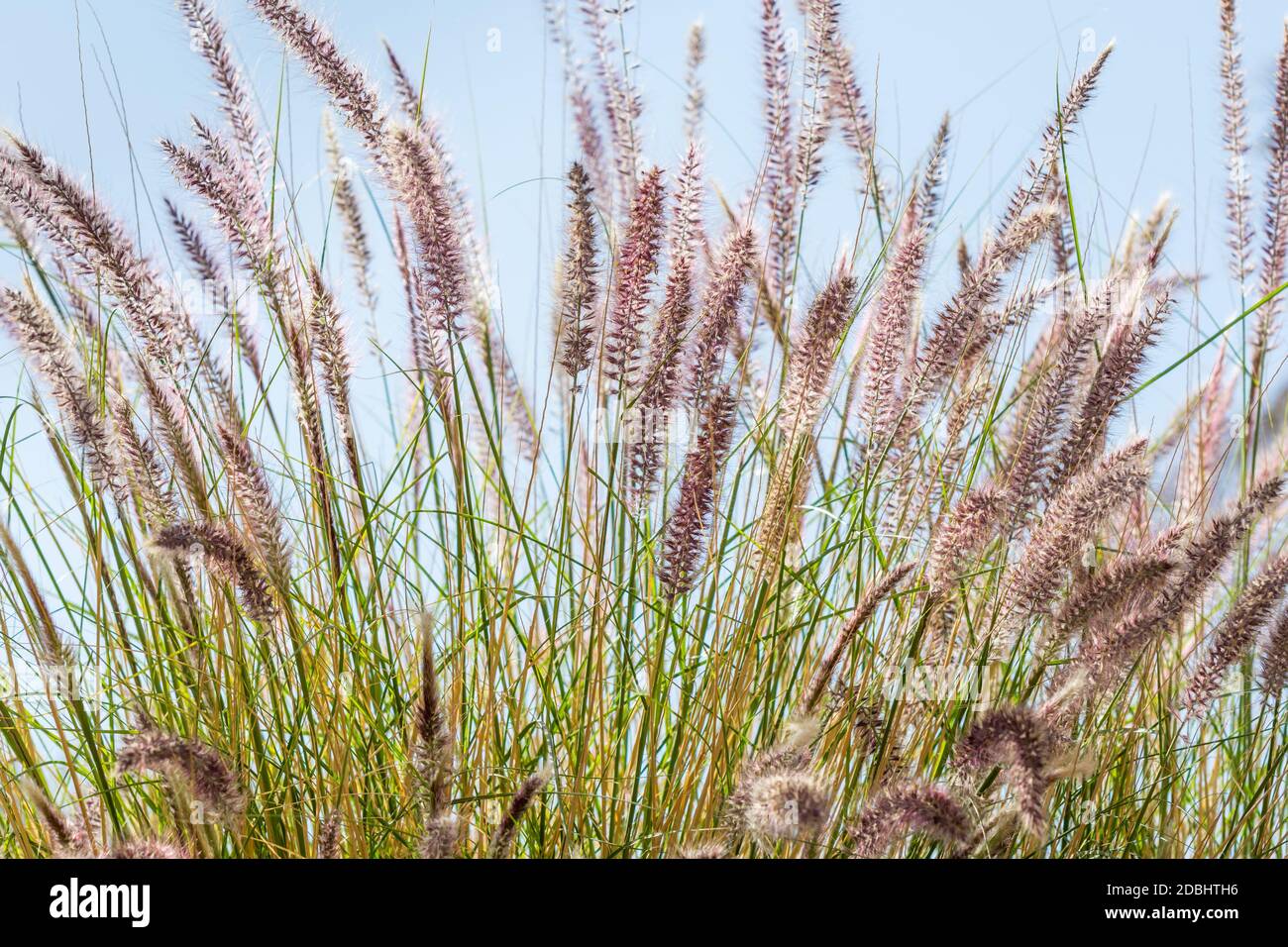 Closeup of fox tail flower of the genus Setaria growing in the oasis in ...