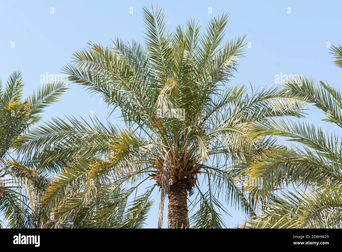 Green date trees growing in the park in the Ruins of Diraiyah, also as ...