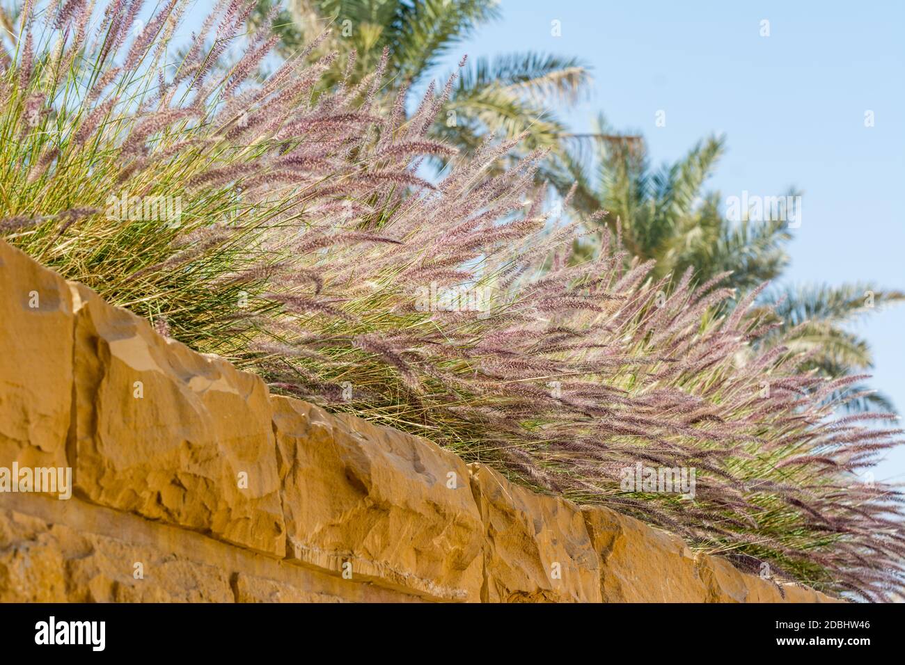 Closeup of fox tail flower of the genus Setaria growing on the wall of ...