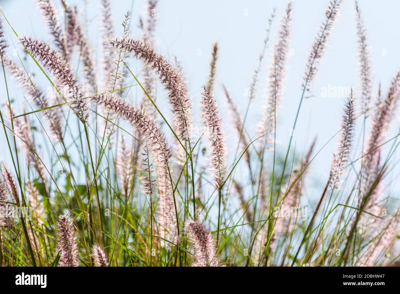 Closeup of fox tail flower of the genus Setaria growing in the oasis in ...