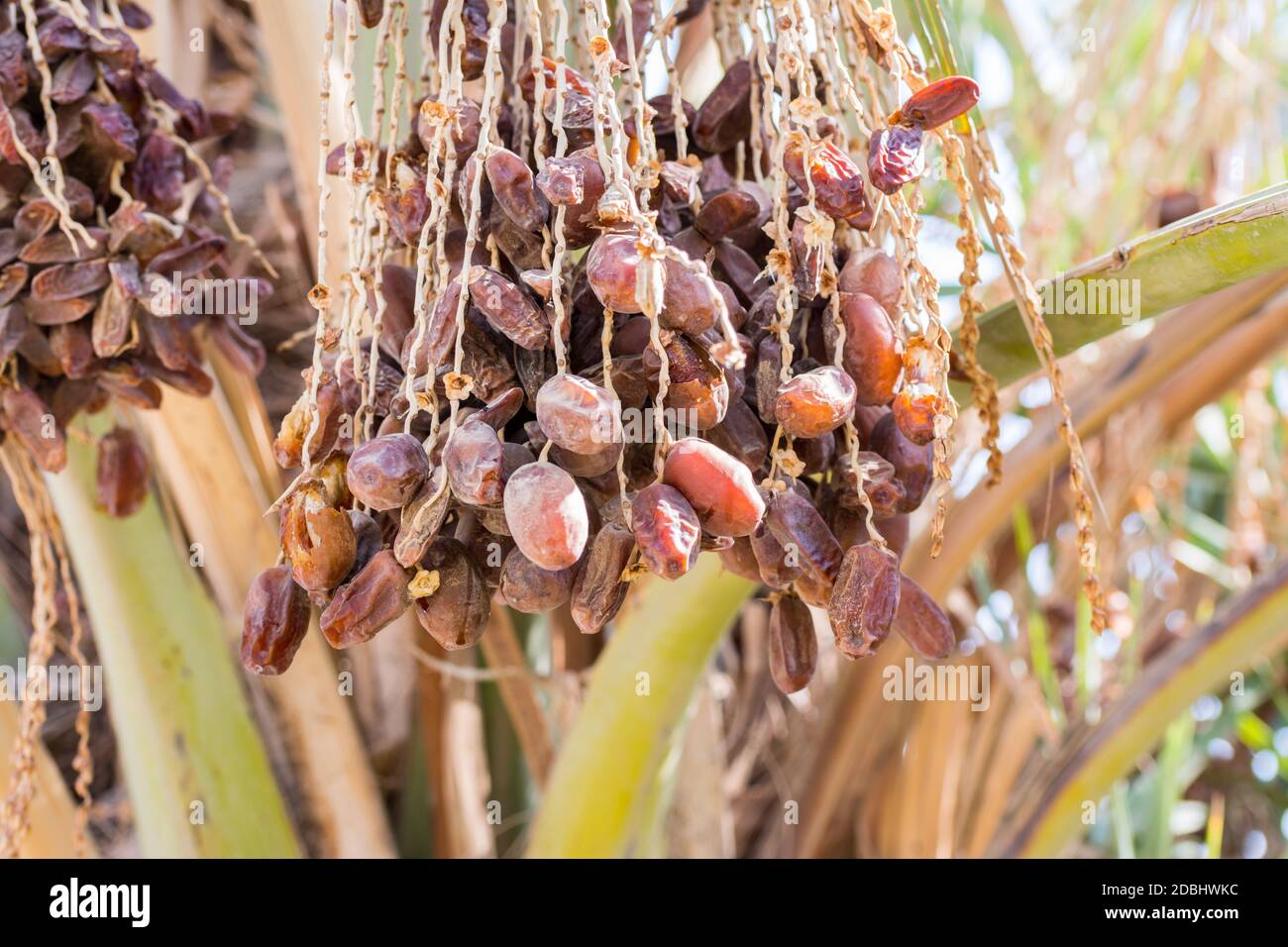 Ripe dates on the palm tree in the old Dariyah, Riyadh, the kingdom of ...