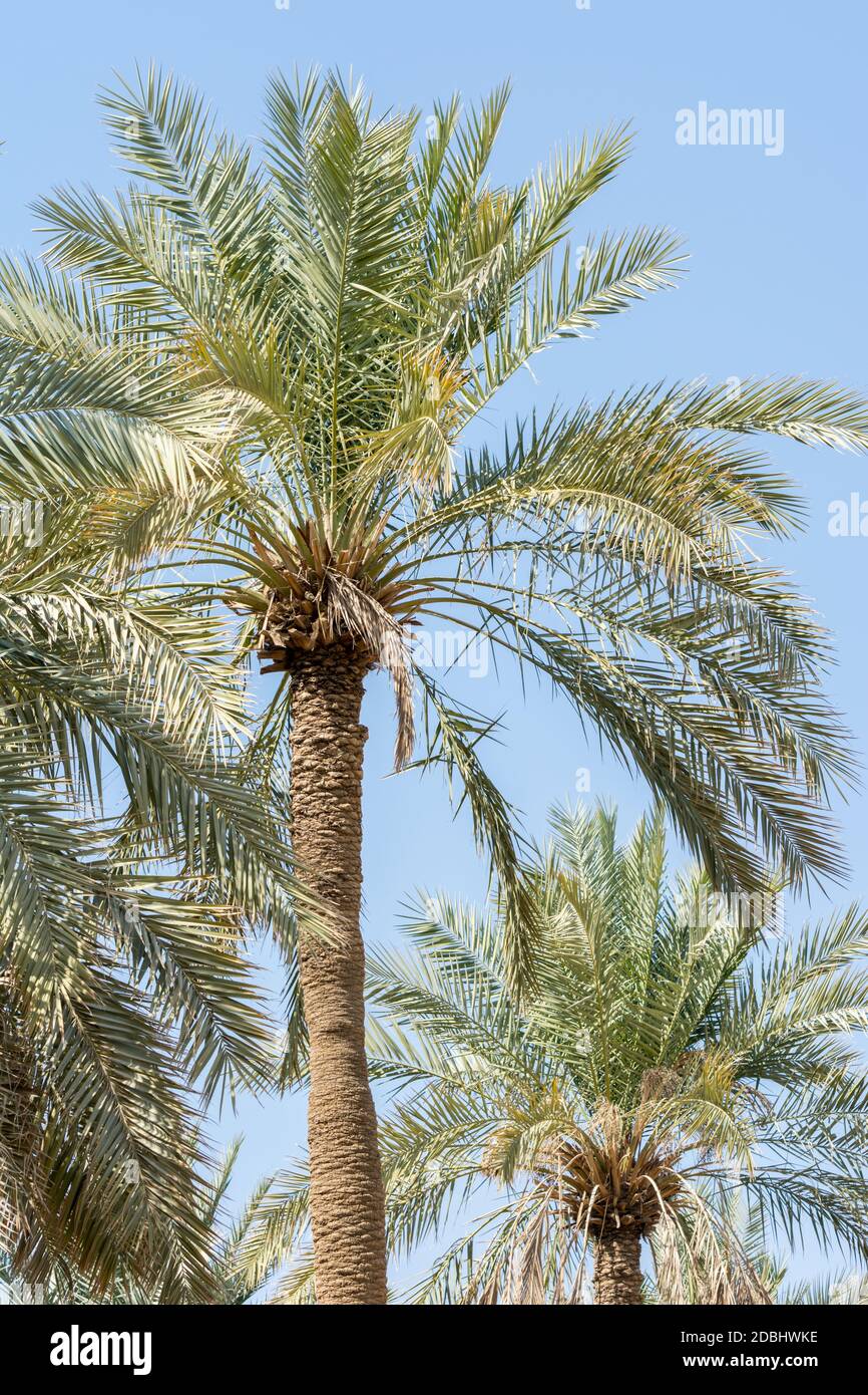 Green date trees growing in the park in the Ruins of Diraiyah, also as ...