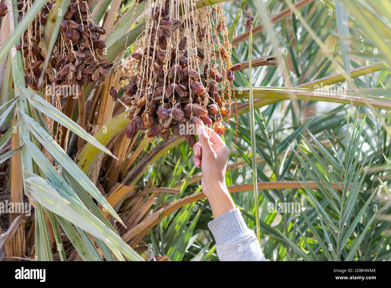 A man's hand picking up the ripe dates on the palm tree in the old ...
