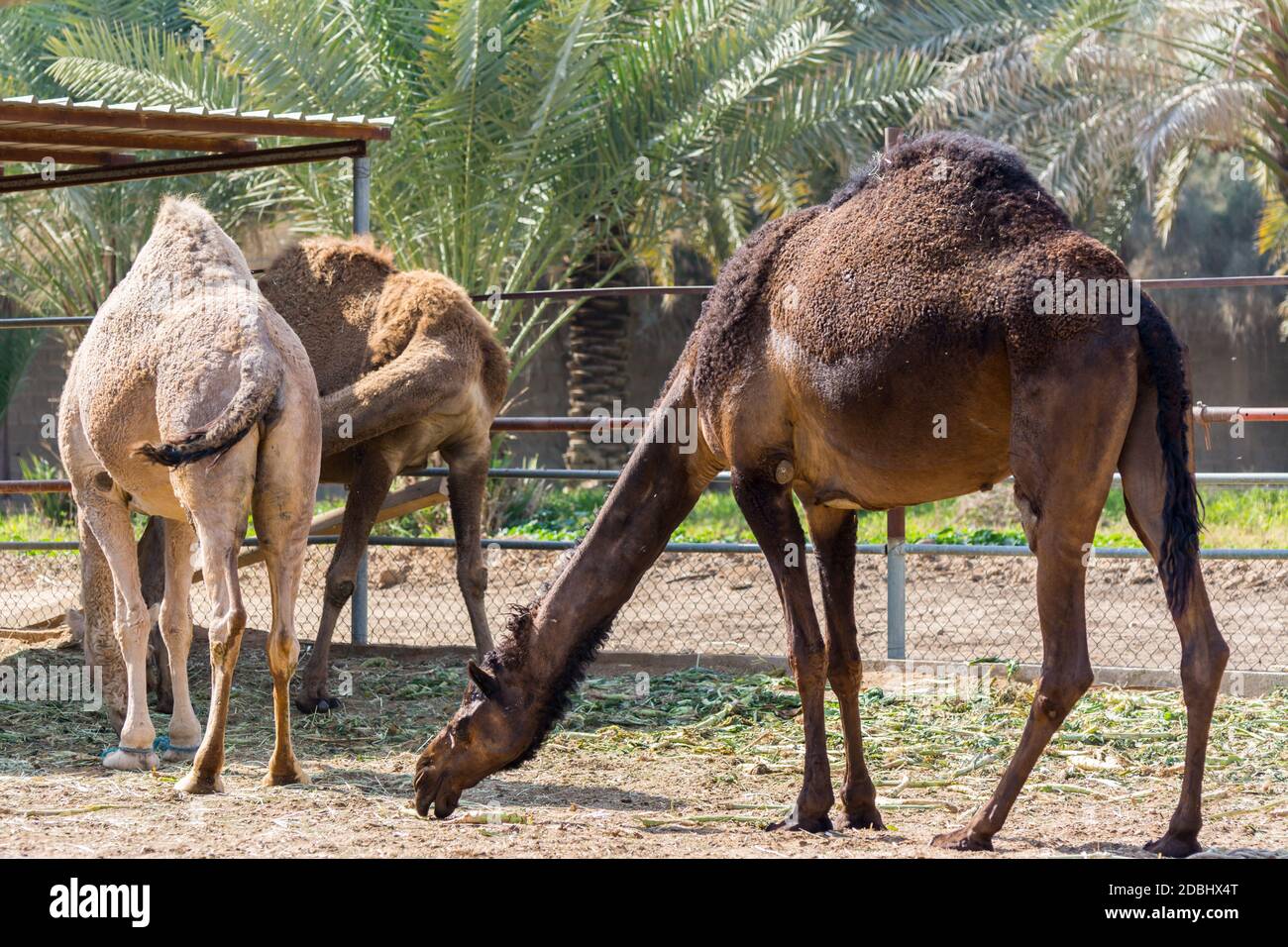 Brown Camels eating food in the farm near the Old Dariya, Riyadh, the ...