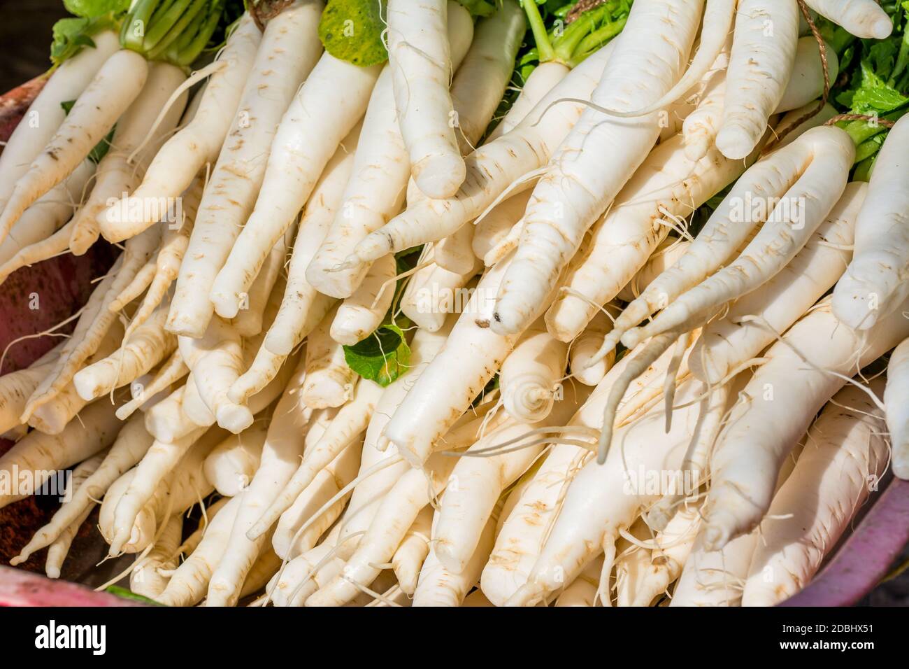 White radishes in the farm near the Old Dariya, Riyadh, the Kingdom of ...