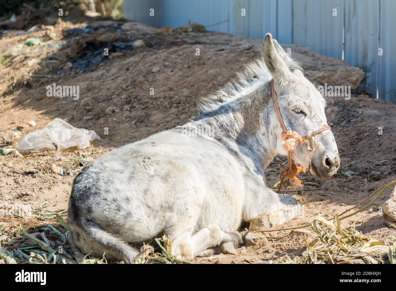 Grey and white donkey in the farm near the Old Dariya, Riyadh, the ...