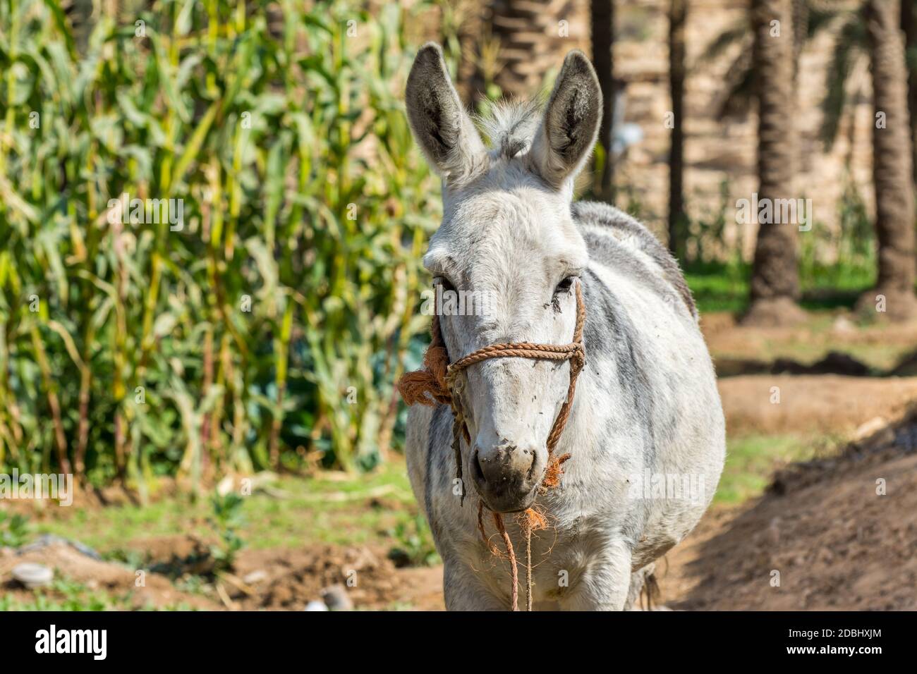 Grey and white donkey in the farm near the Old Dariya, Riyadh, the ...