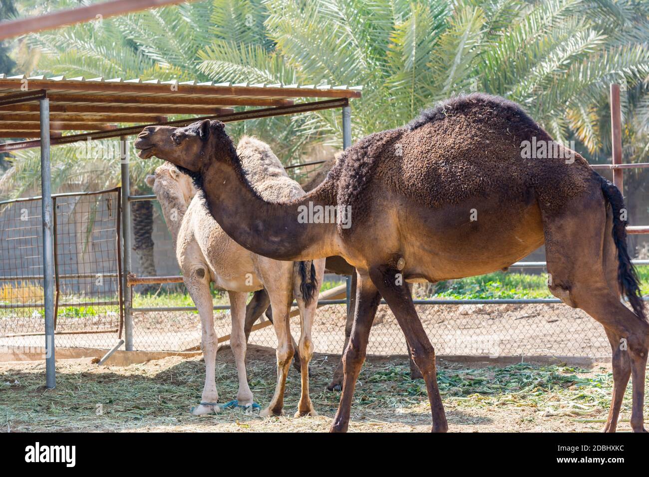 Brown Camels eating food in the farm near the Old Dariya, Riyadh, the ...