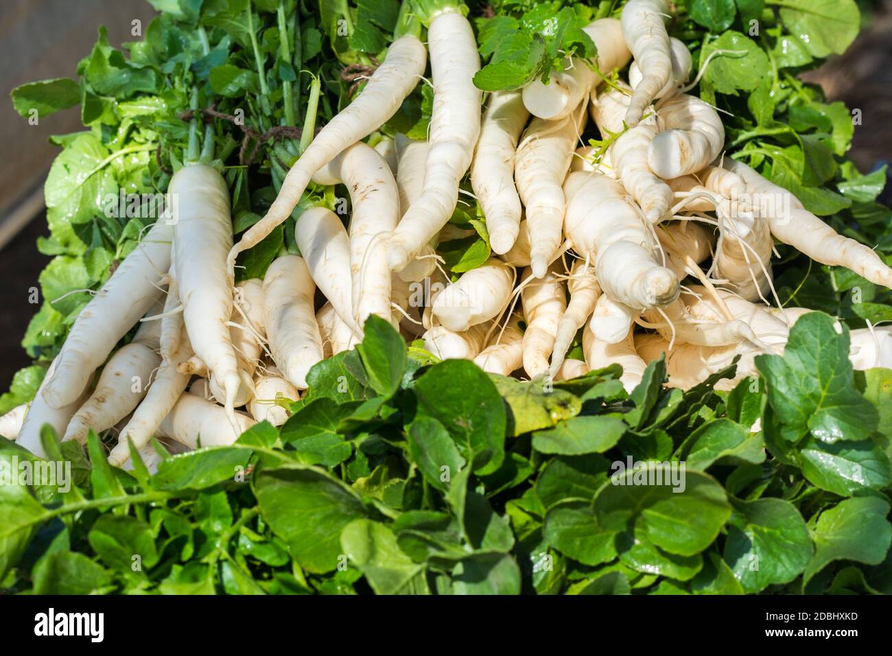 White radishes in the farm near the Old Dariya, Riyadh, the Kingdom of ...