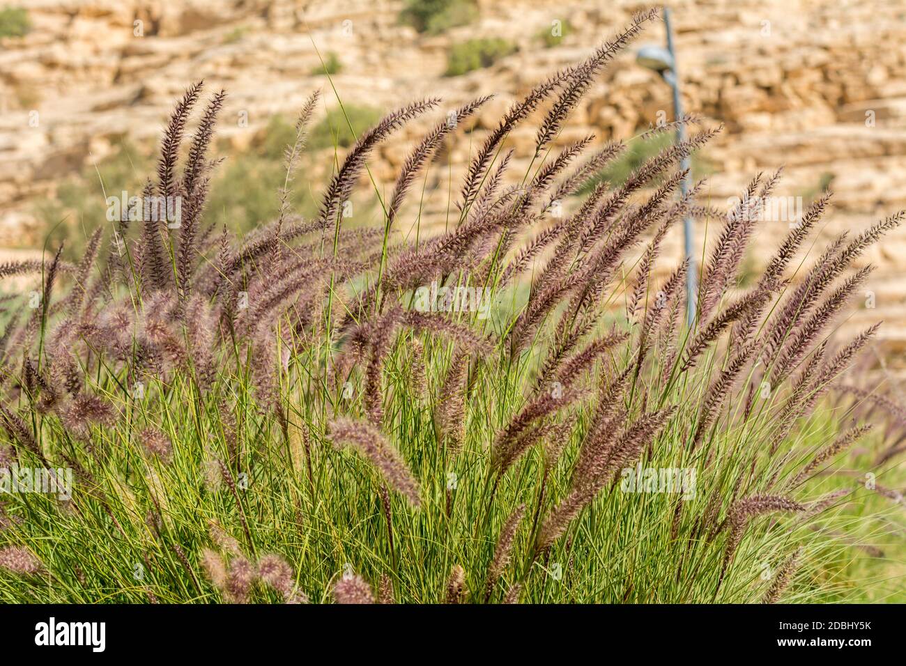 Closeup of fox tail flower of the genus Setaria growing in the oasis in ...