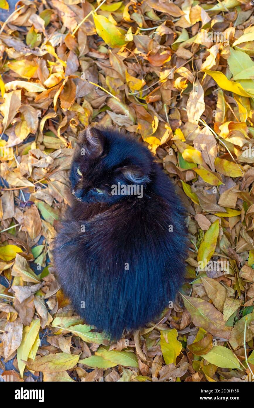 small black street kitten sick with rhinitis, sitting on yellow autumn ...