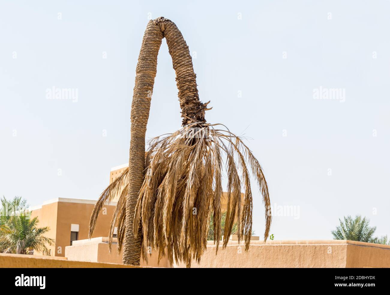 Dead date trees in Dariyah clay castle, also as Dereyeh and Dariyya, a ...