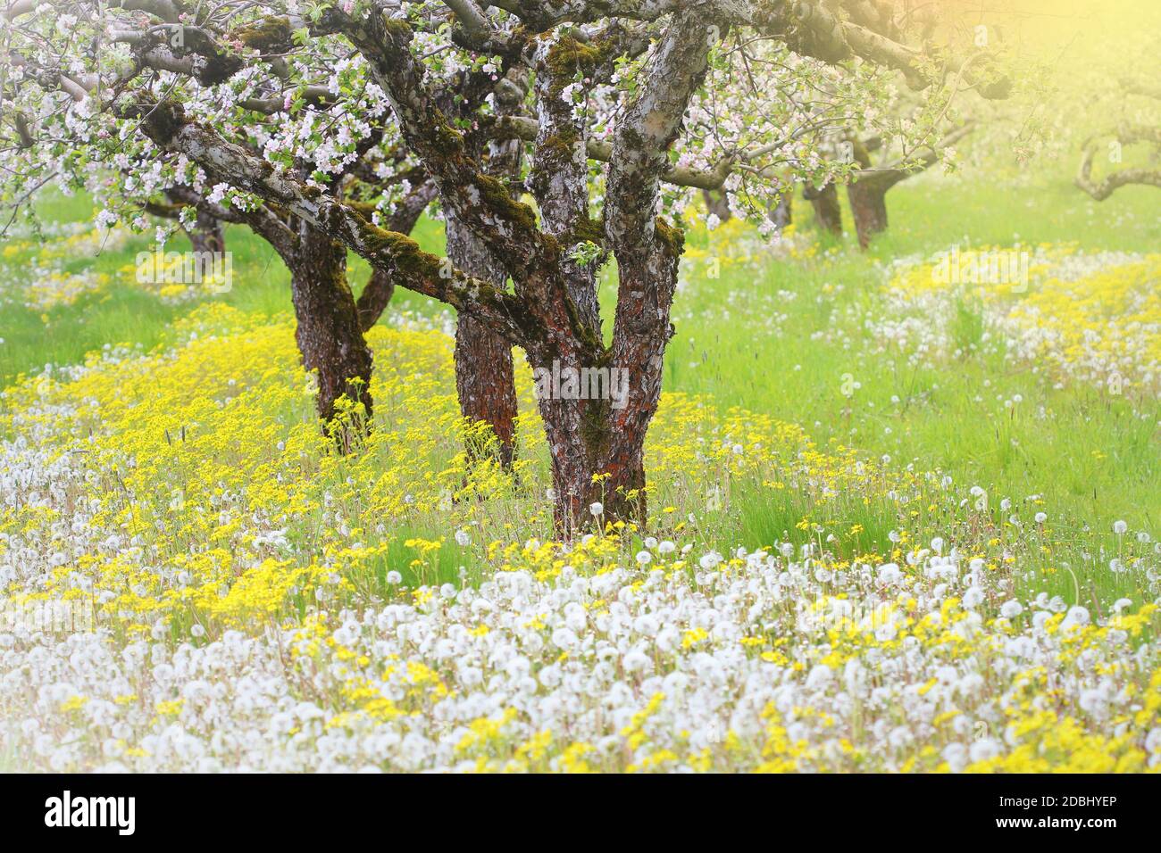Spring blossom background. Beautiful nature scene with blooming tree of ...