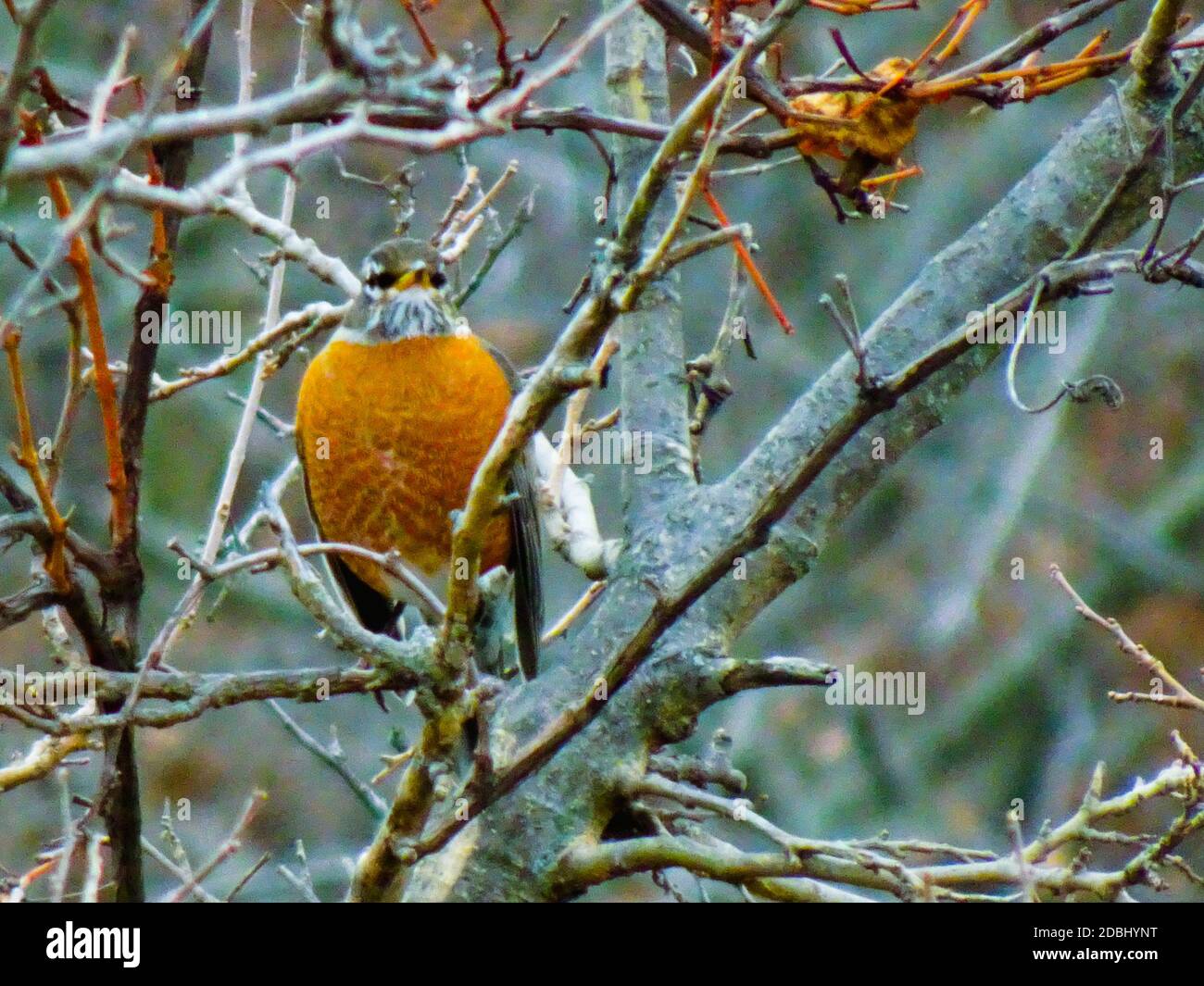 Beautiful bird up close Stock Photo - Alamy