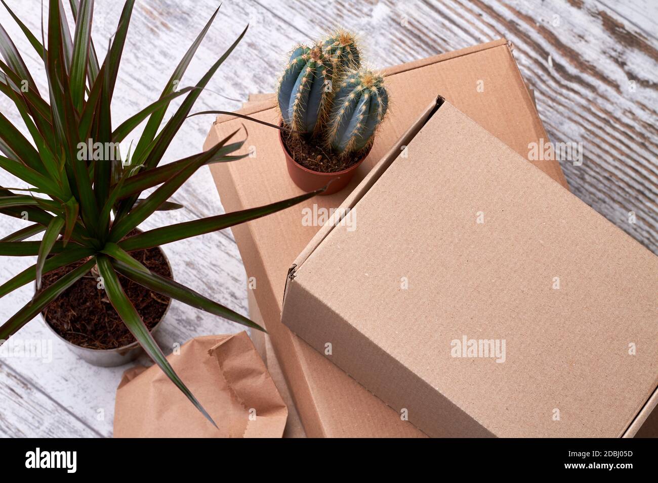 Cactus on the carton box Stock Photo - Alamy