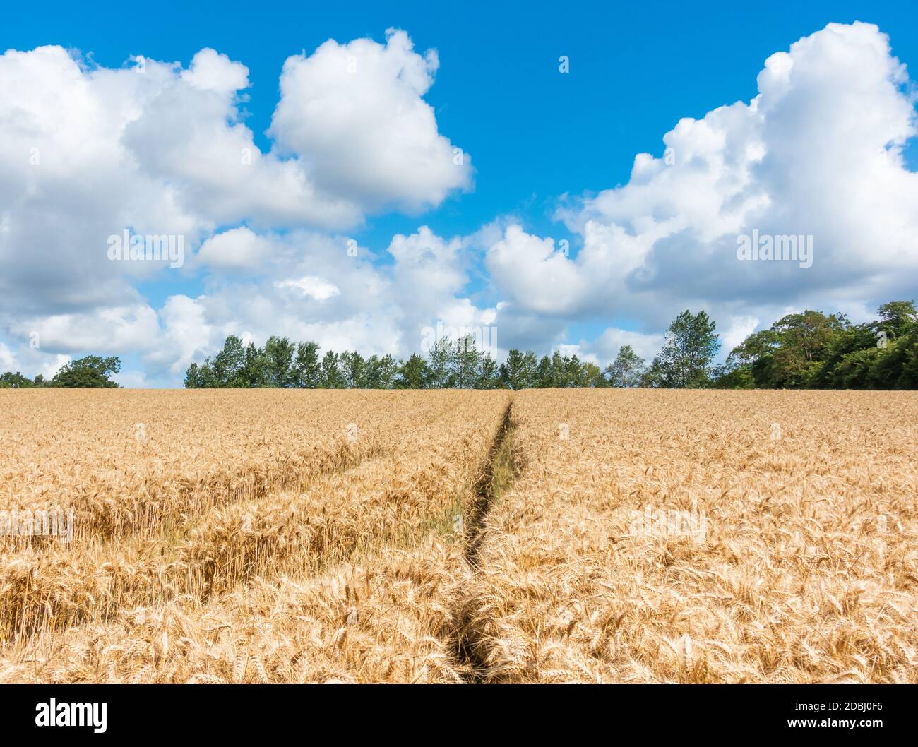 Tractor marks in wheat field under blue sky with Cumulus clouds Stock ...