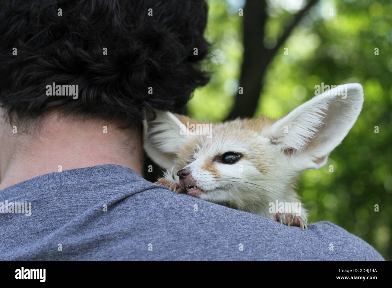 Fennec fox cute hi-res stock photography and images - Alamy