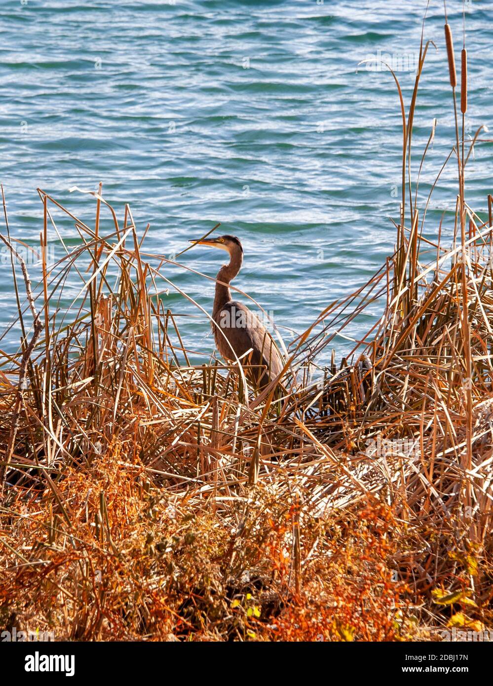 Little Blue Heron Stock Photo - Alamy