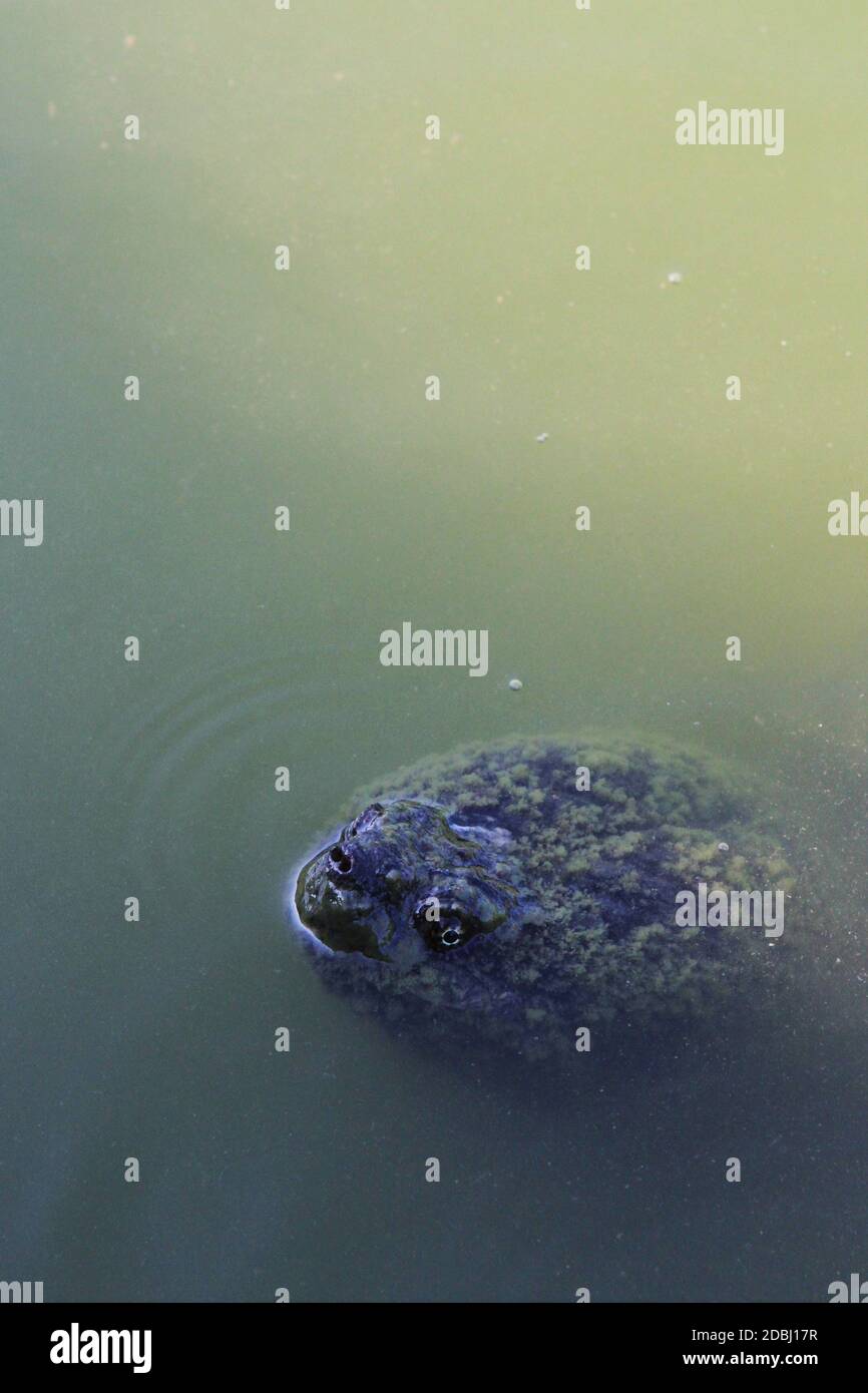 A large, moss-covered snapping turtle emerging from green water Stock ...
