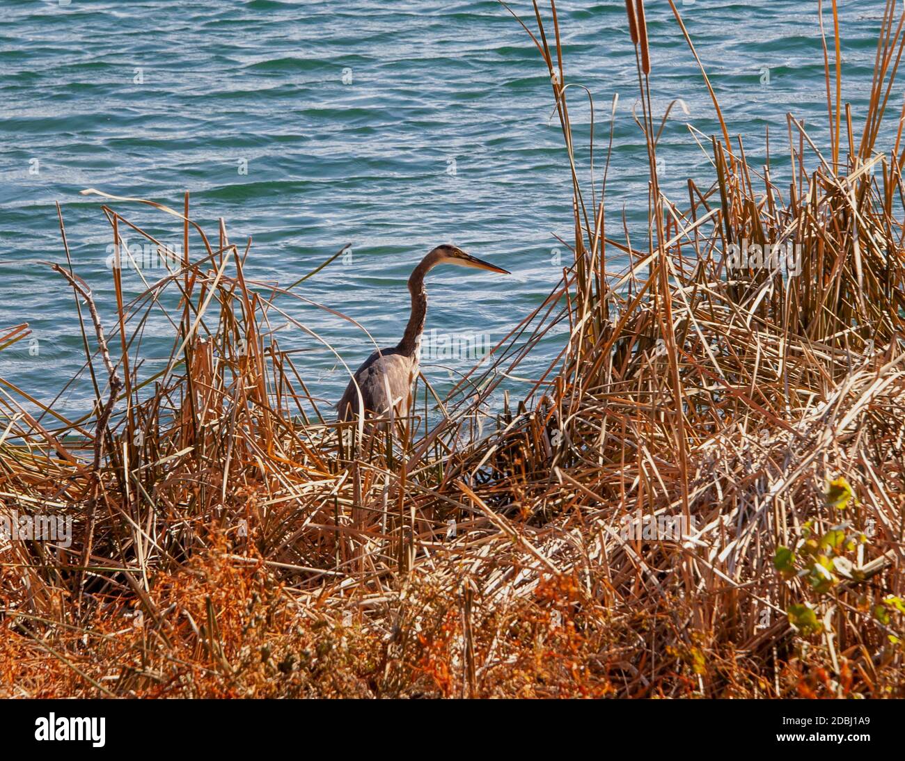 Little Blue Heron Stock Photo - Alamy