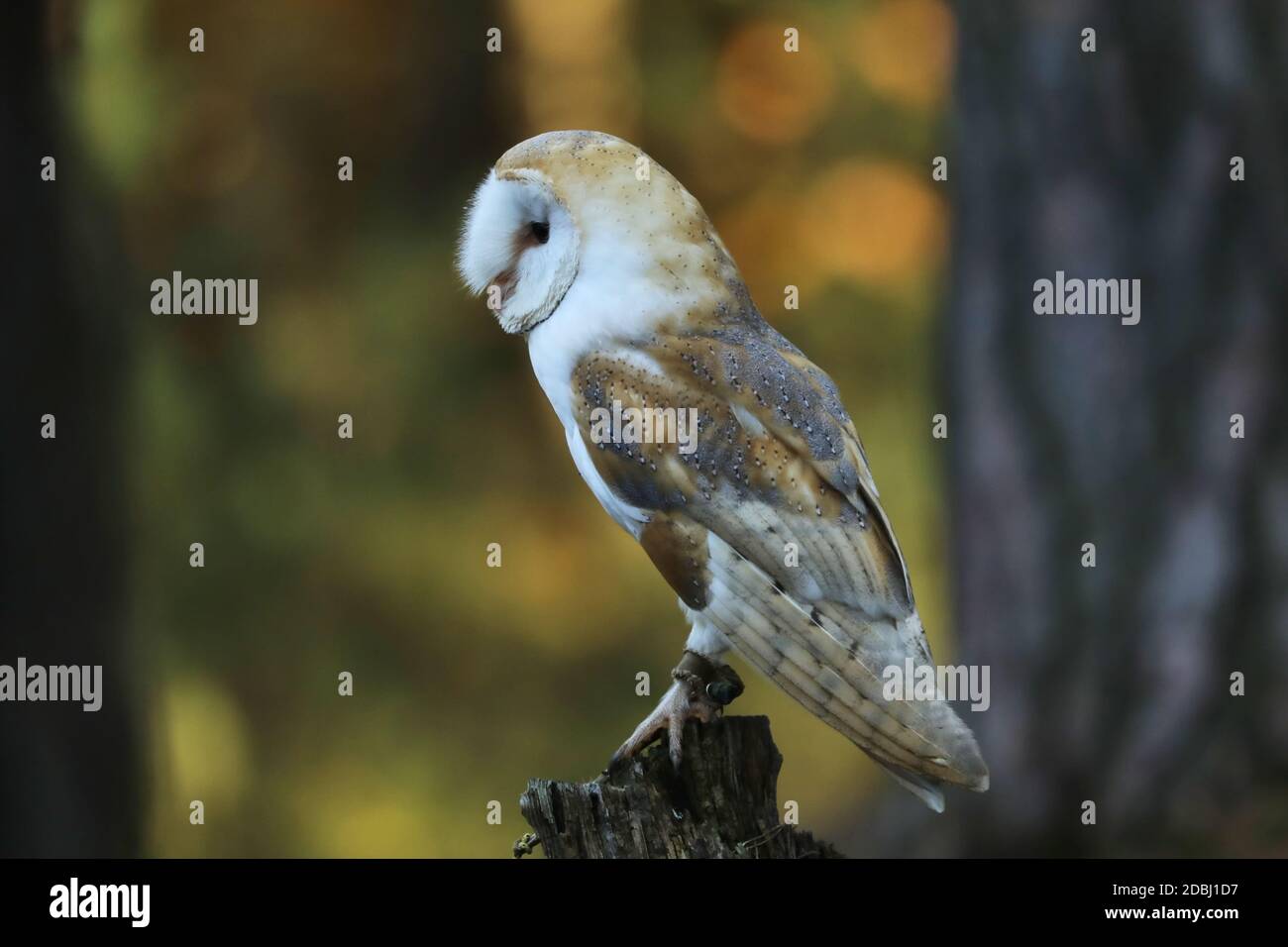 Barn owl - Tyto alba - in autumn forest Stock Photo - Alamy