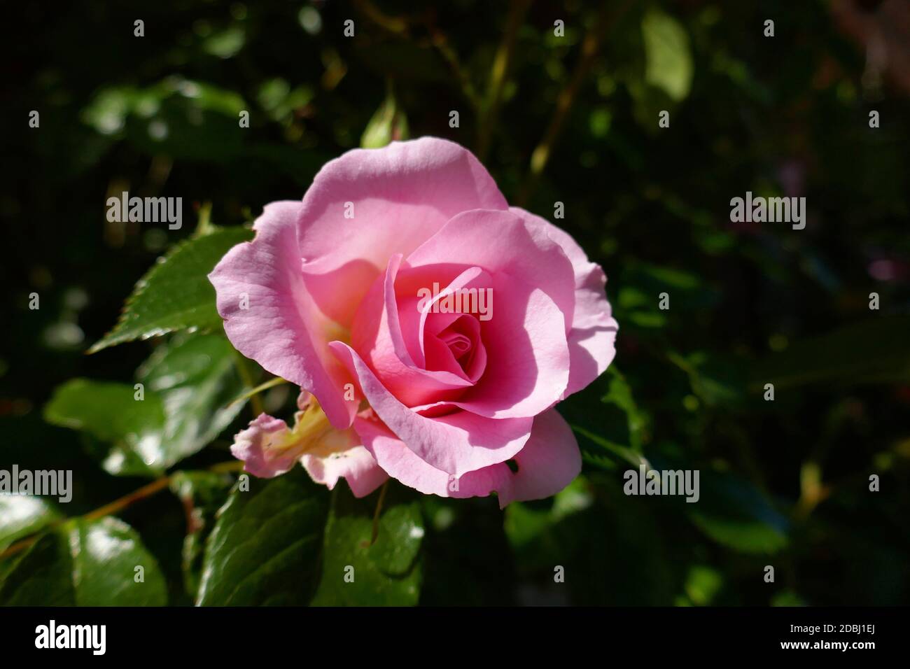 Rose breeding hi-res stock photography and images - Alamy
