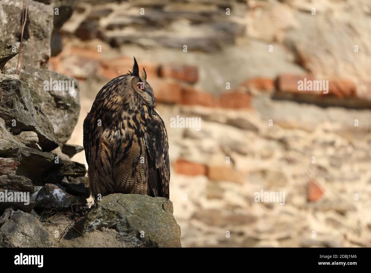 Largest Eagle Owl High Resolution Stock Photography and Images - Alamy