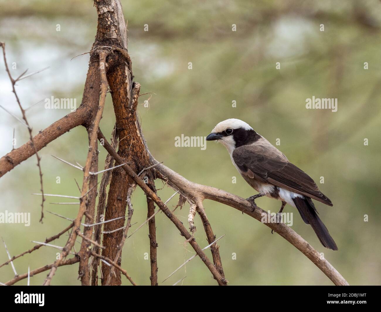 Northern white crowned hi-res stock photography and images - Alamy