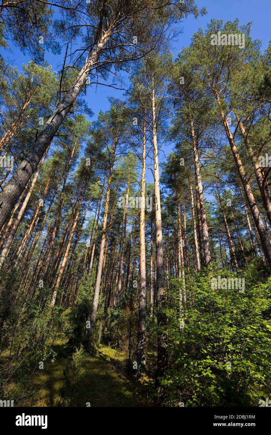 Warm and sunny weather in the autumn season in a mixed forest in which ...