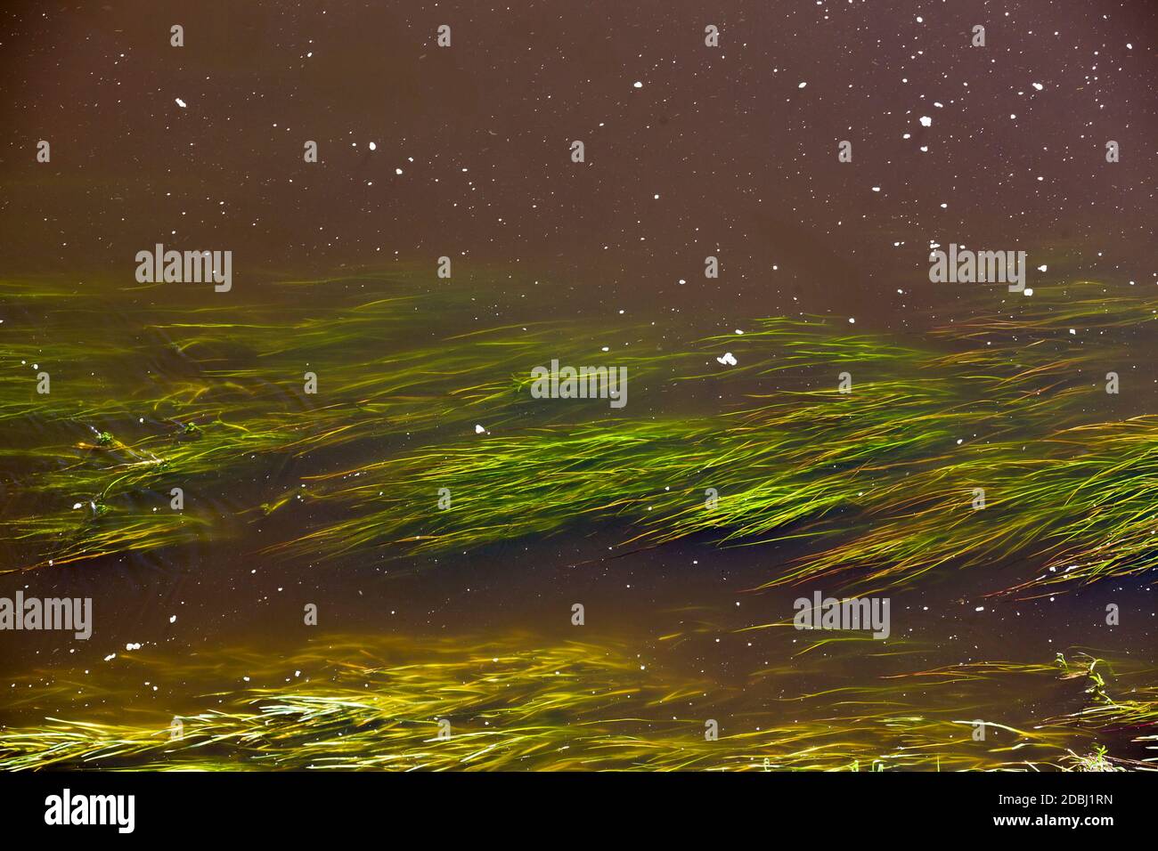 green algae plants under the rapid flow of water Stock Photo - Alamy