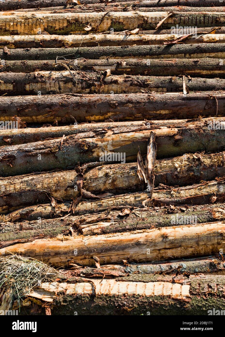 Logging scale hi-res stock photography and images - Alamy