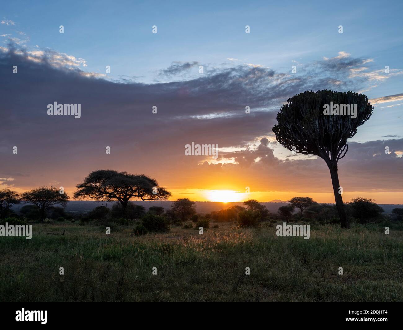 Euphorbia tree hi-res stock photography and images - Alamy